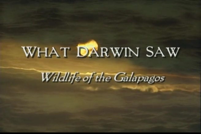 Что увидел Дарвин? Животный мир Галапагоса 