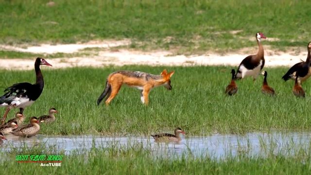 Релакс. Музыка для сна и снятия стресса.