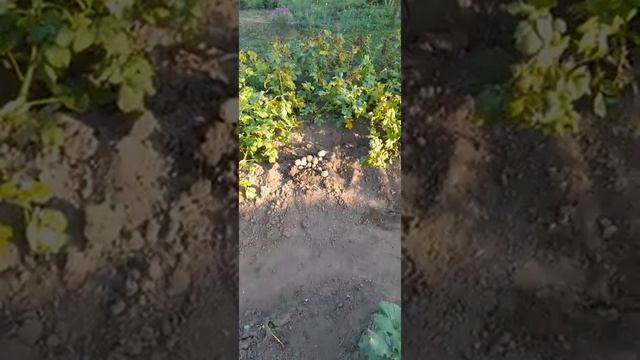 Картофель королева Анна 19.08.2021..mp4