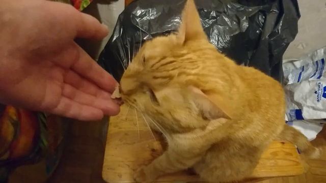 Рыжий кот Феликс ? кушает с рук паштет Red Felix the cat ? eats with the hands of pate.