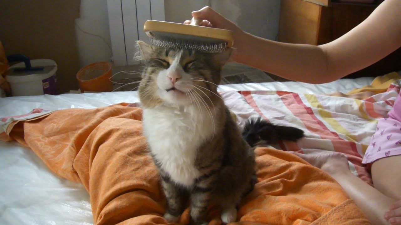 Котик тащится от расчески