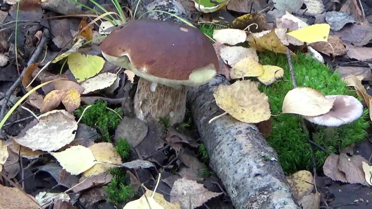 БЕЛЫЕ ГРИБЫ (любителям тихой охоты посвящается).