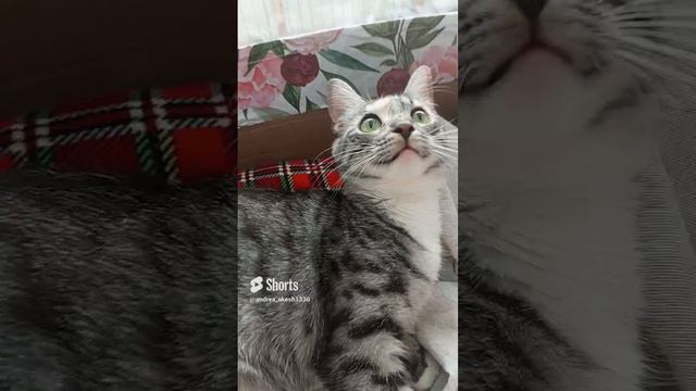 Ну она всего лишь кошка... #кошка #животные #cat #питомцы