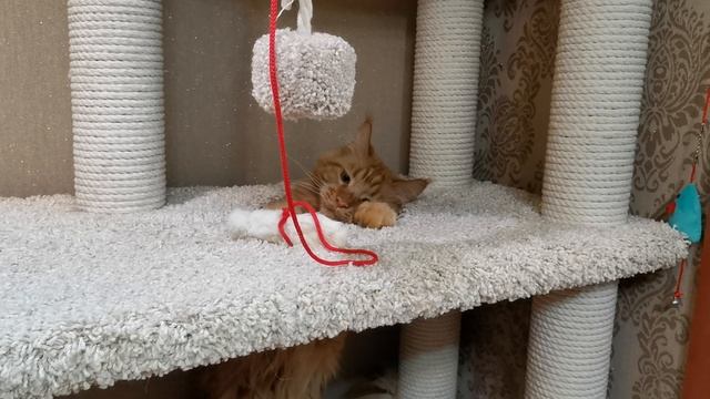 Клод играет