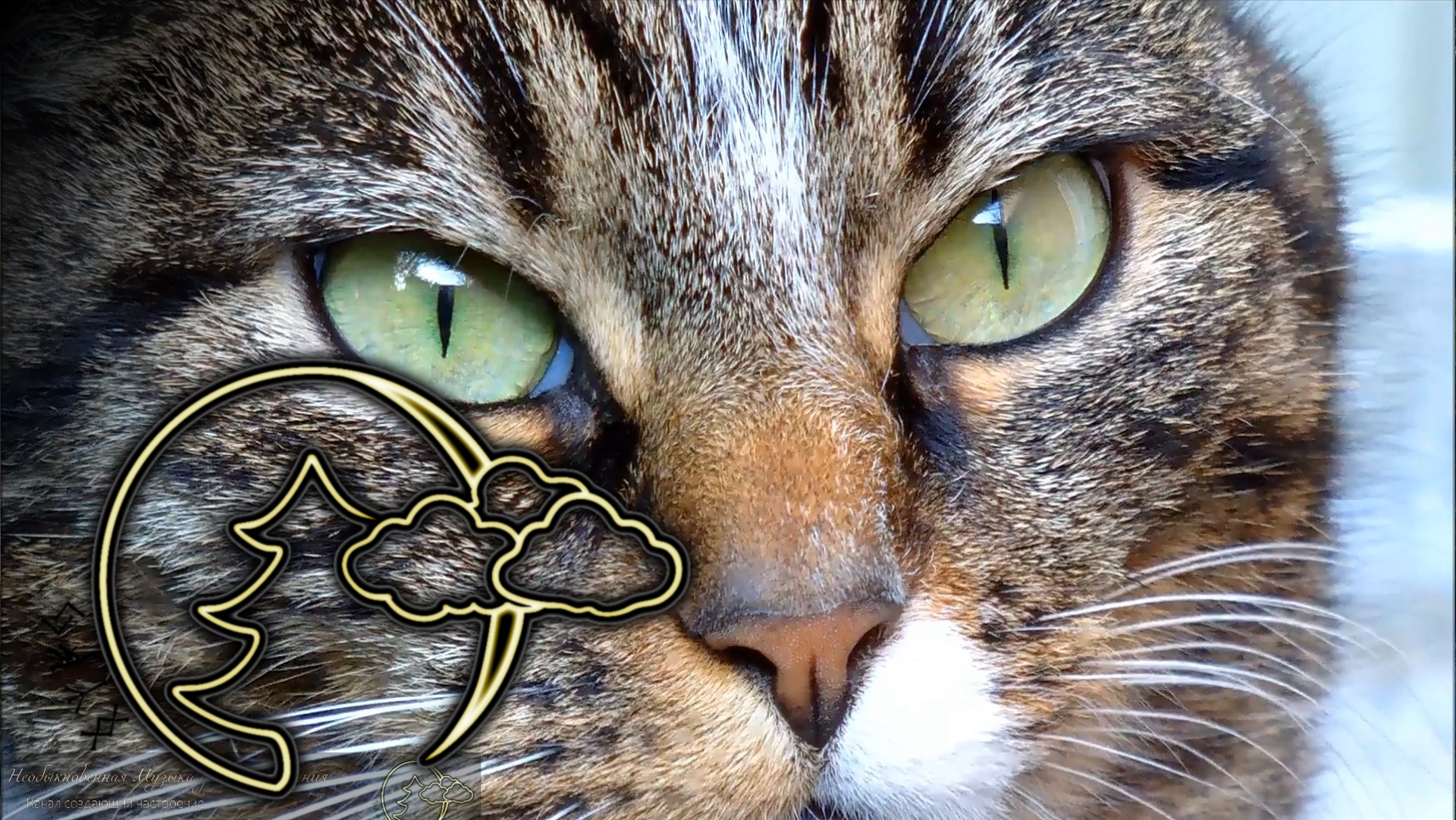 Релакс, Исцеляющее Мурлыканье кошки, для сна и медитации Relax, Healing Cat Purring, for sleep