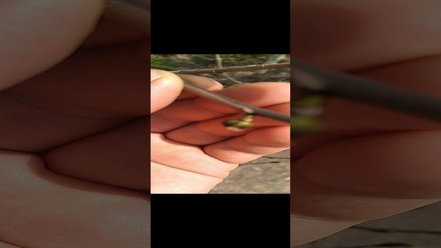 азимина бутоны начали зеленеть. апрель 24г