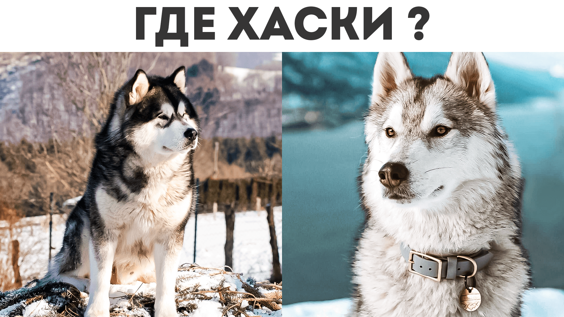 10 ПОРОД СОБАК КОТОРЫЕ ВЫ ПУТАЕТЕ