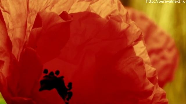 Цветы и Космос