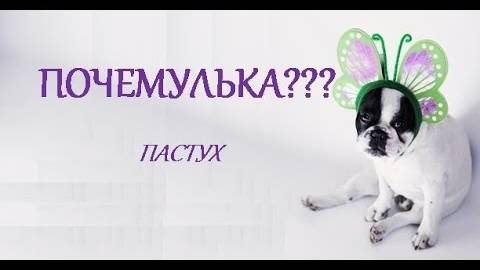 ПОЧЕМУЛЬКА? ПРОФЕССИИ. ПАСТУХ.