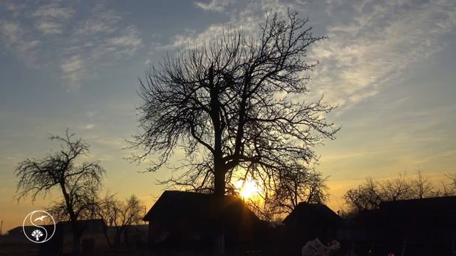 videos_Весеннее УТРО В ДЕРЕВНЕ _ Звуки Деревни и Звуки Села Ранней Весной, птицы поют, .mp4