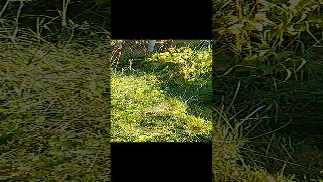 Черная смородина.