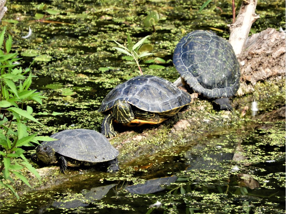 Биосфера № 24 Река Везёлка. Белгород. Европейские болотные черепахи... в  Париже.