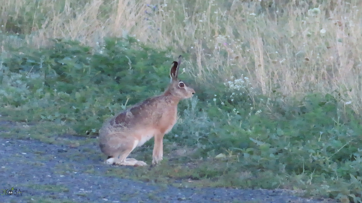Ворон-насмешник выдал зайцев на свадьбе. Май