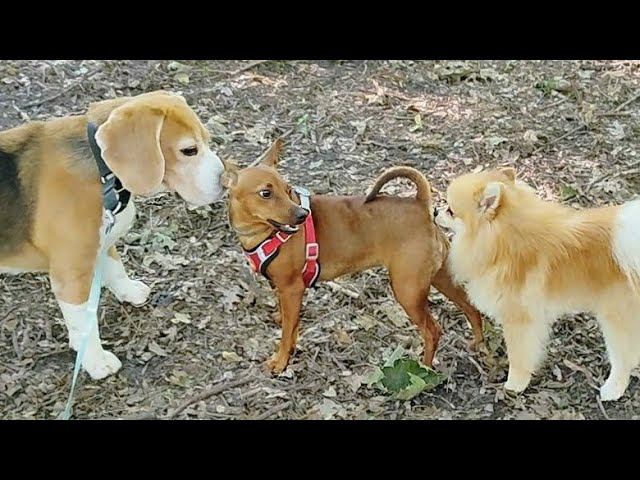 Нагулялись, похрюкали домой и вдруг, - Саванна! Бигль, шпиц и цвергпинчер