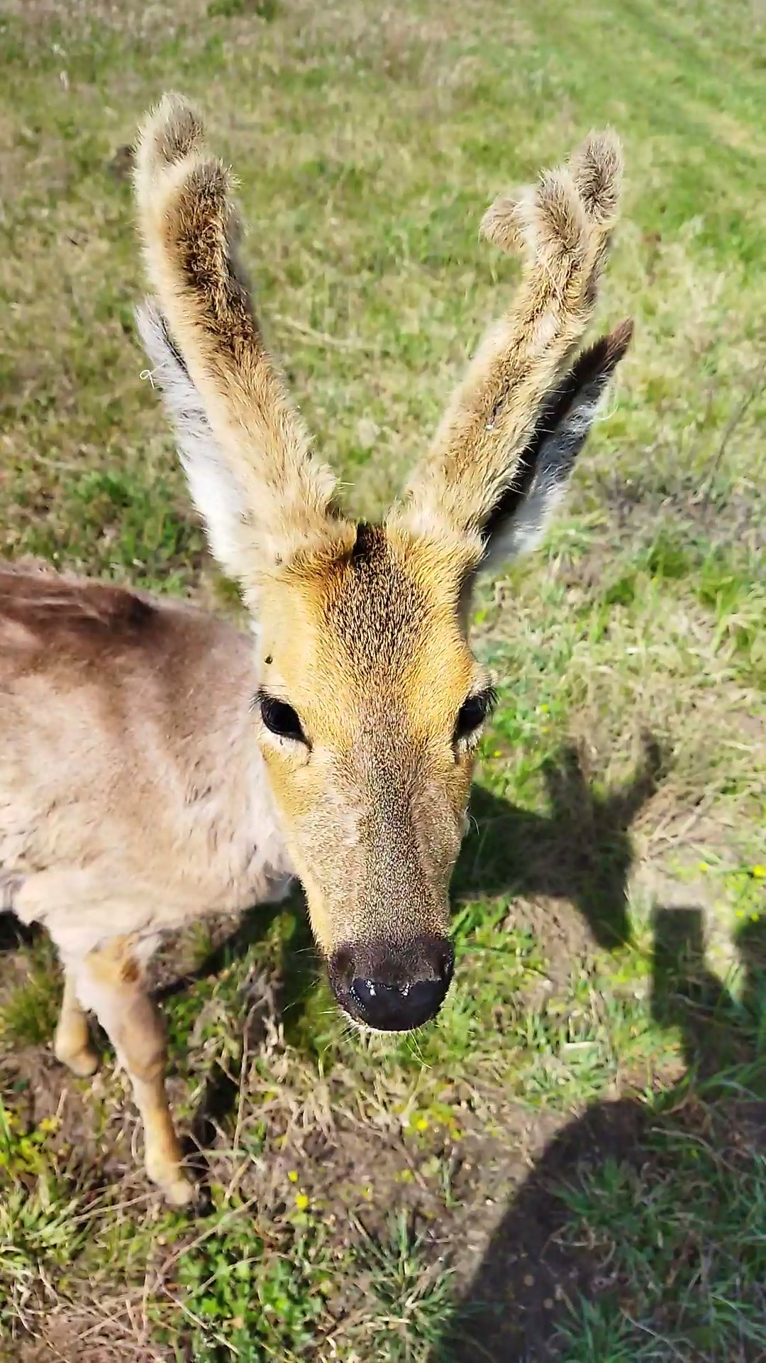 РУЧНОЙ  КОЗЛИК!!!