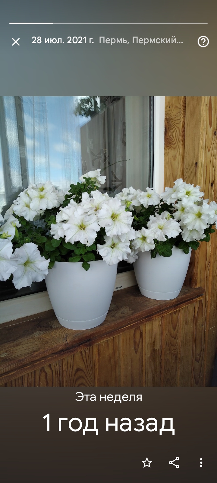 МОЙ ЦВЕТУЩИЙ БАЛКОН, 2021. Цветы на лоджии для начинающих...