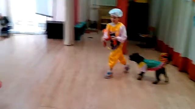 Стаффи дрессировка