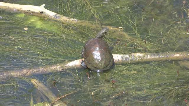Черепаха болотная