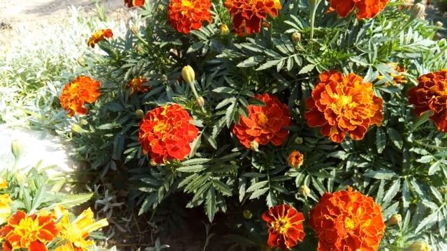 С Днём Знаний!.mp4