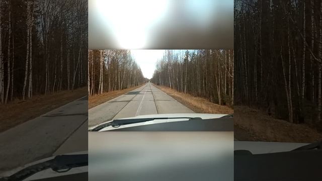 ЛОСИ У ДОРОГИ ПОСЛЕДНИЕ ВИДЕО БРАТА