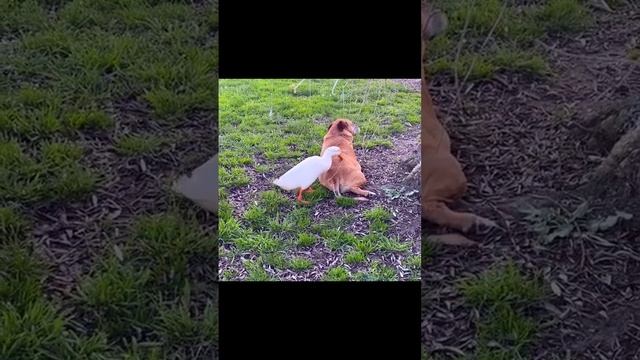 Вижу цель, атакую прикройте )))