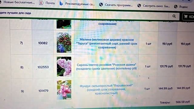 #саженцы_дешево#агромаркет#где_купить_саженцы За копейку!Что__!.mp4