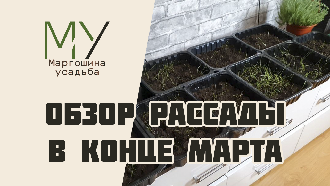 Обзор рассады на конец марта