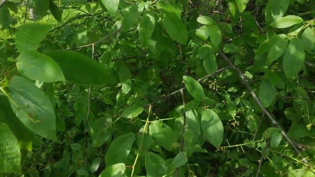 Грибное заболевание косточковых- кармашки.