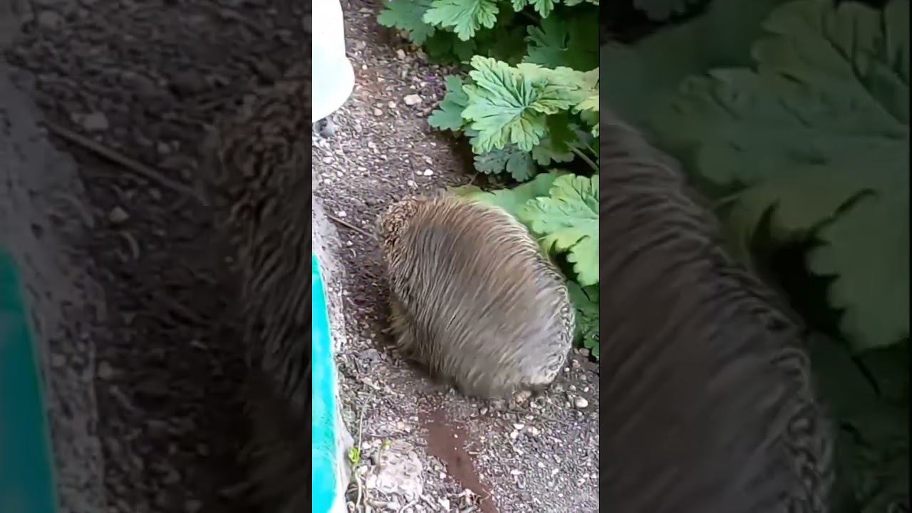 Догло жил рядом с котами