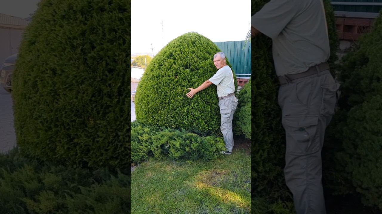Туя после пяти лет стрижки #тольятти #сад #ландшафт #дача #садовник #хвойные #дерево #мойсад