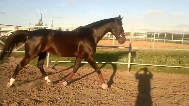 Норд в леваде