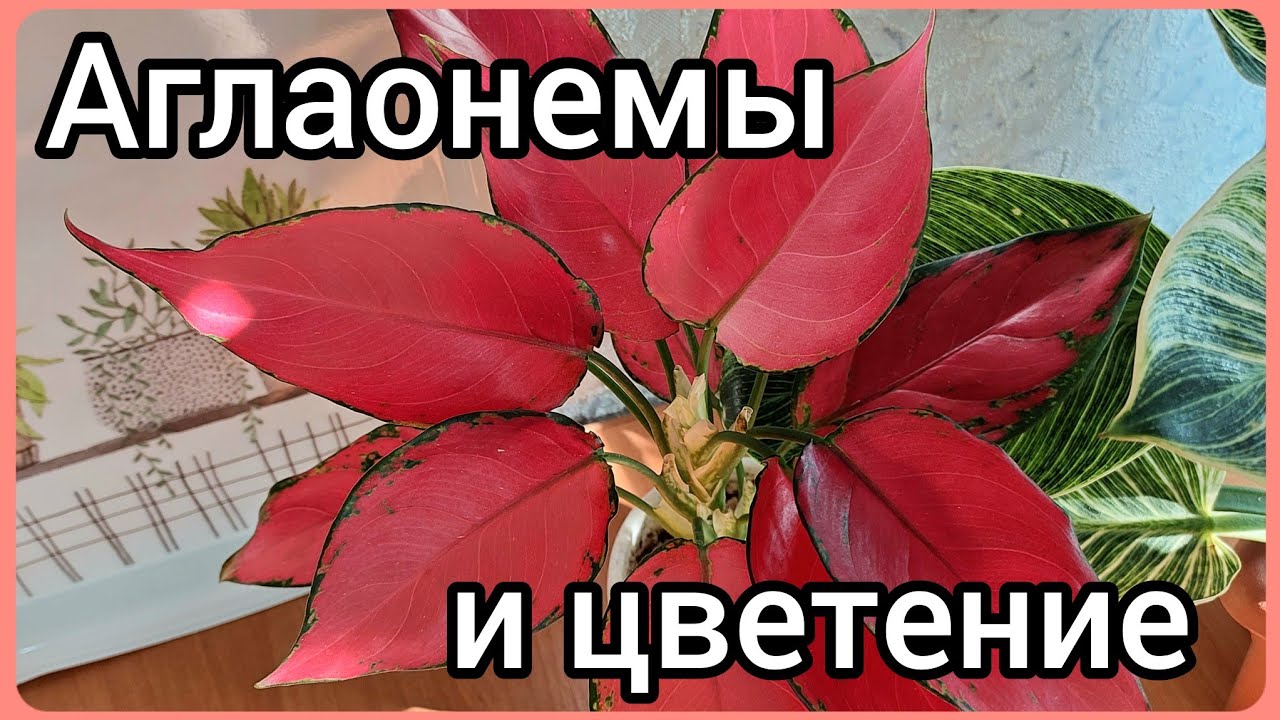 #Аглаонема ?Что делаю при цветении и почему?Комнатные #растения #цветы #фото #содержание #уход