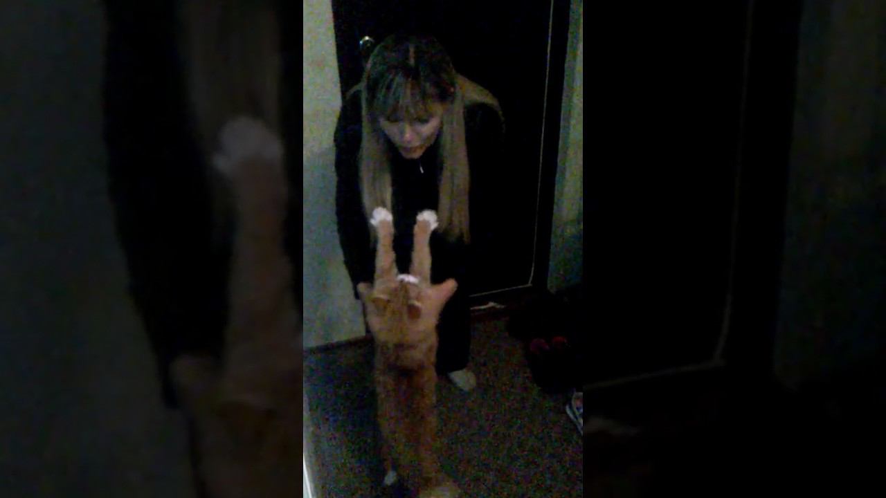 Персик соскучился😉 #котики #рыжийкот #animals #животные