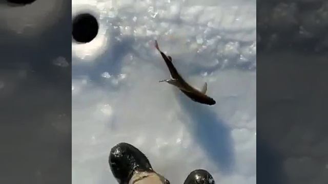 Рыбалка Севера. Хариус как из пулемёта