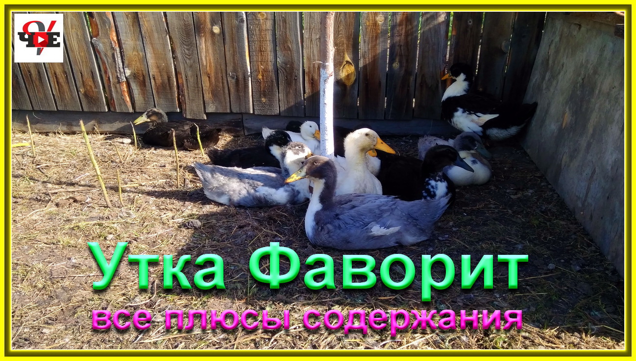 Утка Фаворит все плюсы содержания.mp4