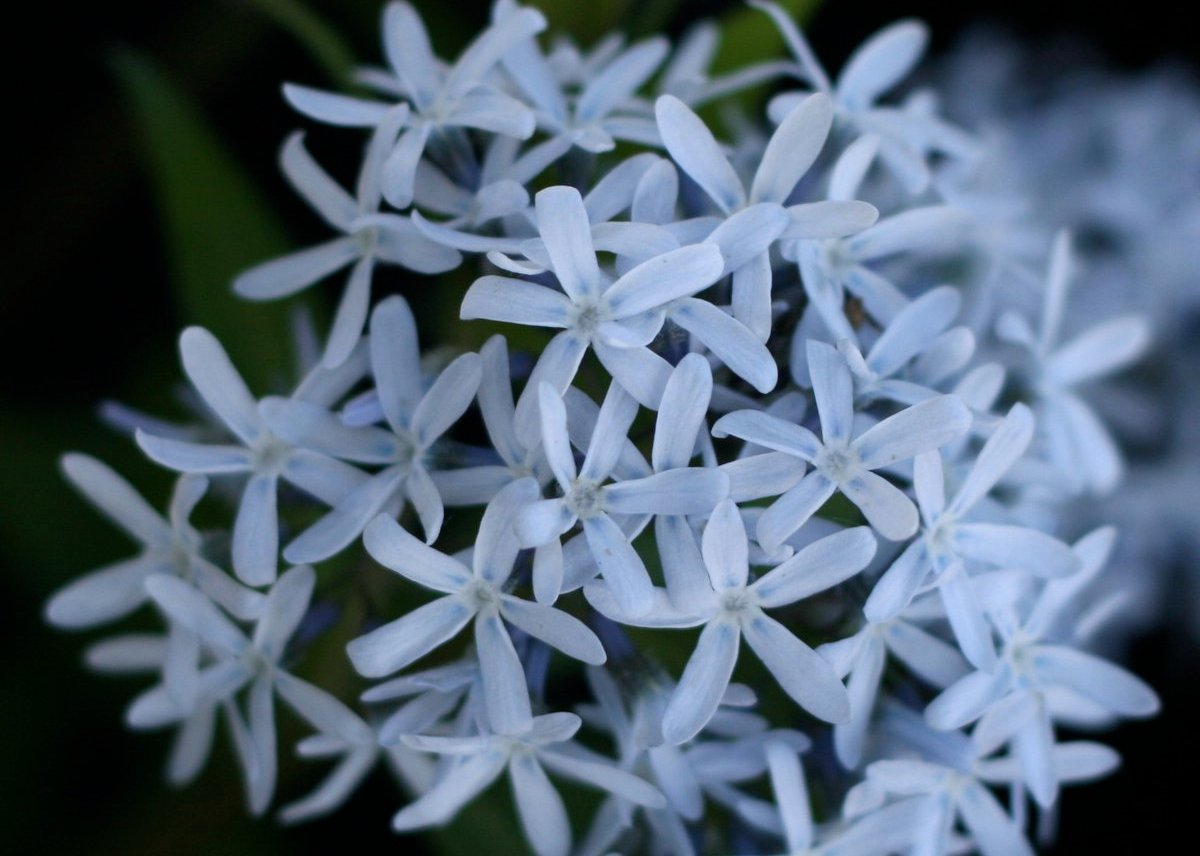 «Амсония» РЕЛАКС ТЕРАПИЯ ВАЛЬС ИМПРОВИЗАЦИЯ композитор Виктор Анохин #музыка #piano #цветы #flowers