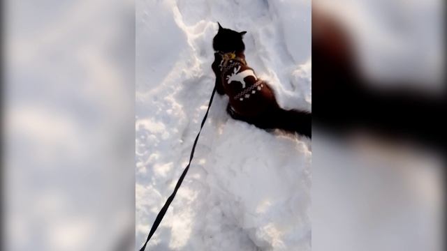 Ой мороз, мороз