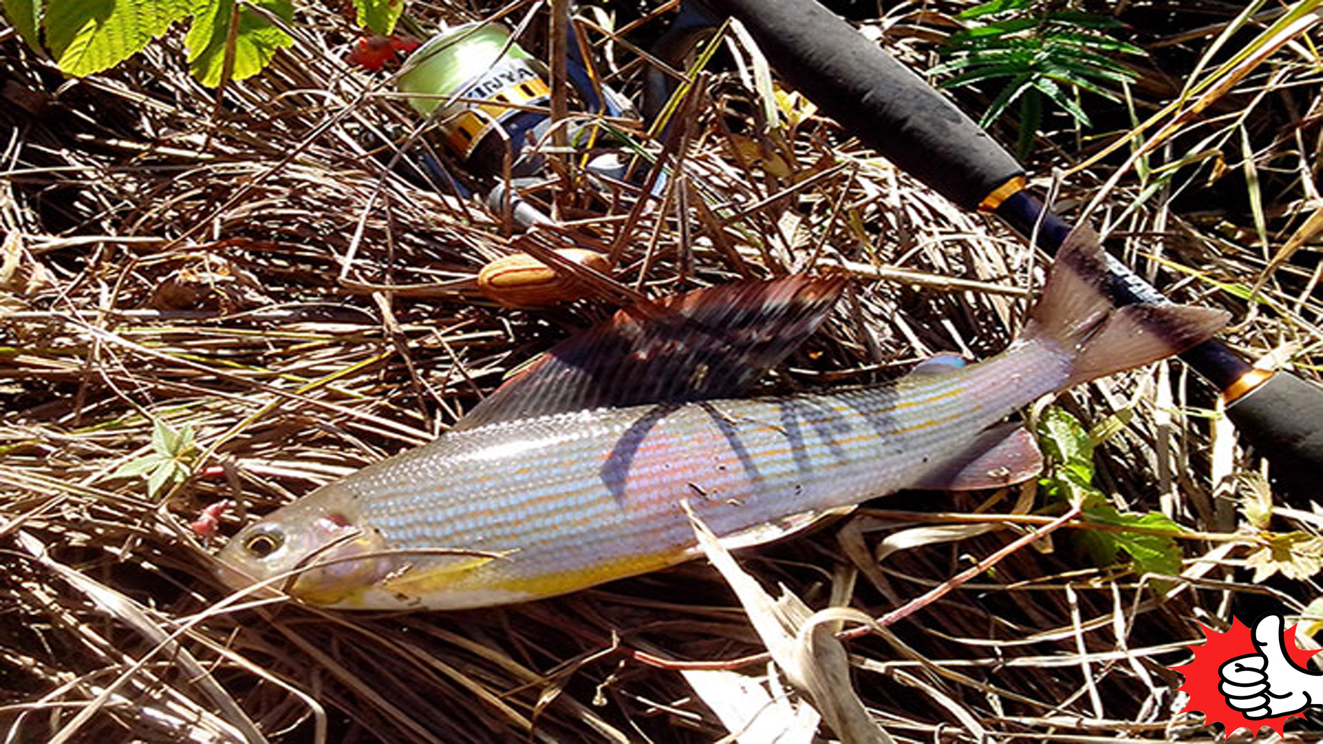 Shorts# Рыбалка на хариуса мухами.avi