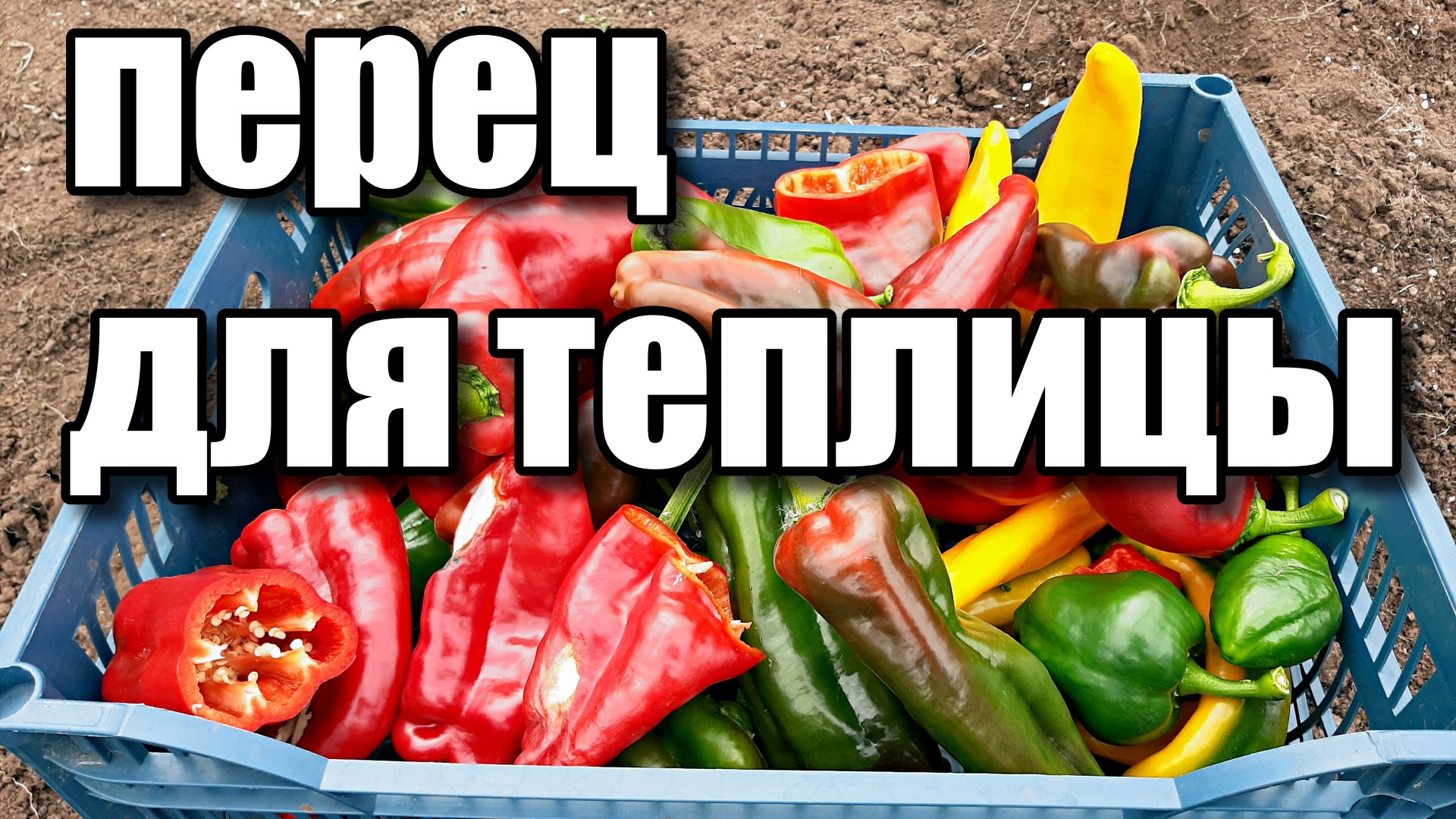 Сорта перца для теплицы. 2021.