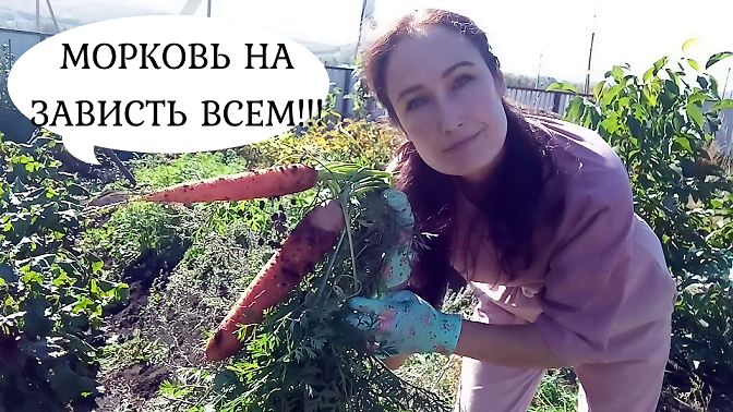 #морковь МОРКОВЬ НА ЗАВИСТЬ ВСЕМ!!!СУПЕР СПОСОБ!#морковь_крупная#сорта_моркови#нанская#Настена_сорт#