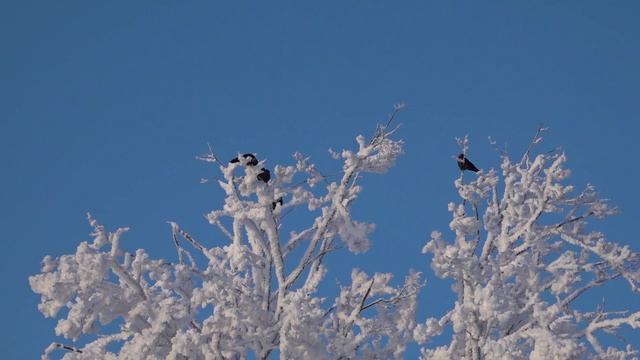 Новогодняя сказка в Ярково. Часть 2.