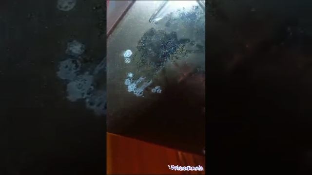 кормление паука птециеда