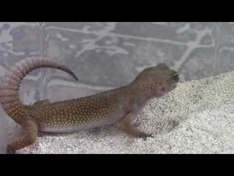 Уход за эублефаром.