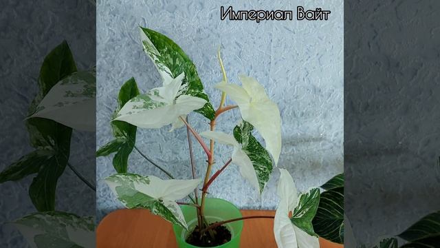 #СИНГОНИУМ ?НЕ стоит покупать такие черенки?Смотреть на верхние #листья ?ИМПЕРИАЛ ВАЙТ? #shorts