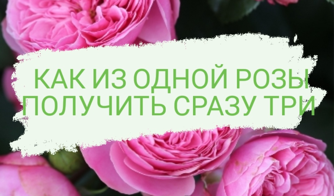 КАК ИЗ ОДНОЙ РОЗЫ ПОЛУЧИТЬ СРАЗУ ТРИ ?