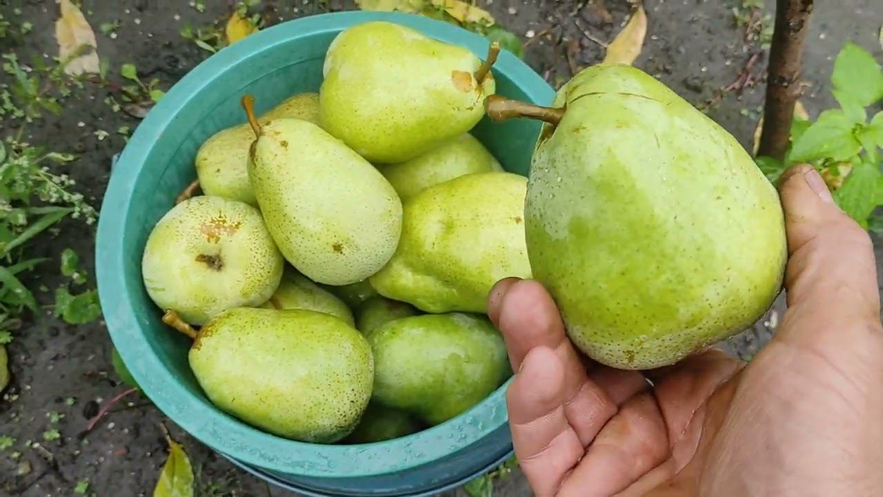 Поздняя груша RX