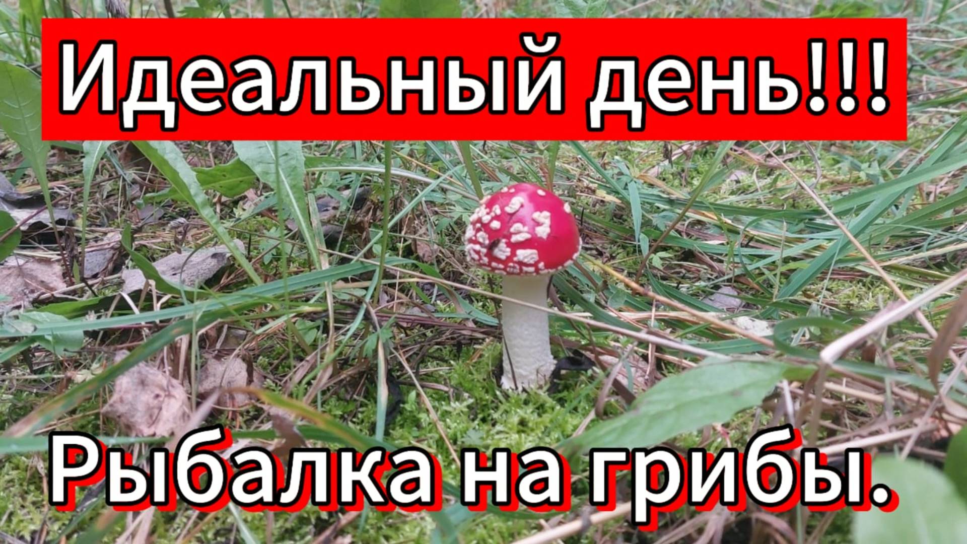 Идеальный день в сосновом лесу!!! Море грибов. Шикарное лесное озеро.