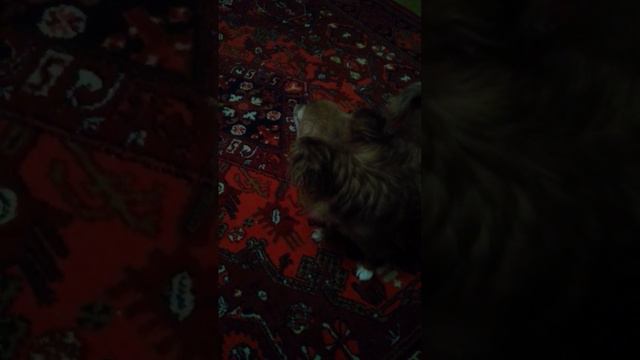 Люся поёт под дудку