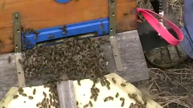 Июньская качка меда