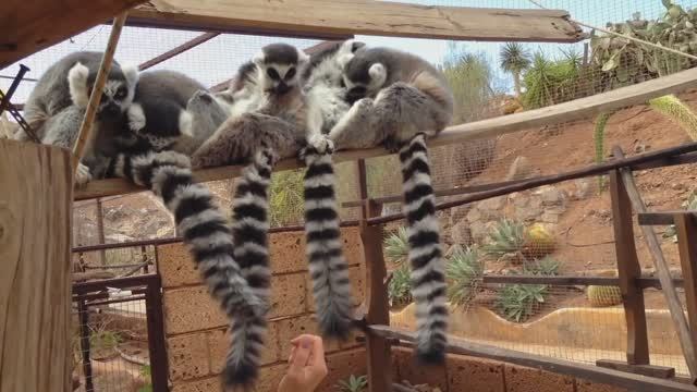 Ми! Ми! Ми! Лемуры - наши лучшие друзья! Парк обезьян на Тенерифе - Monkey Park. Канарские острова.